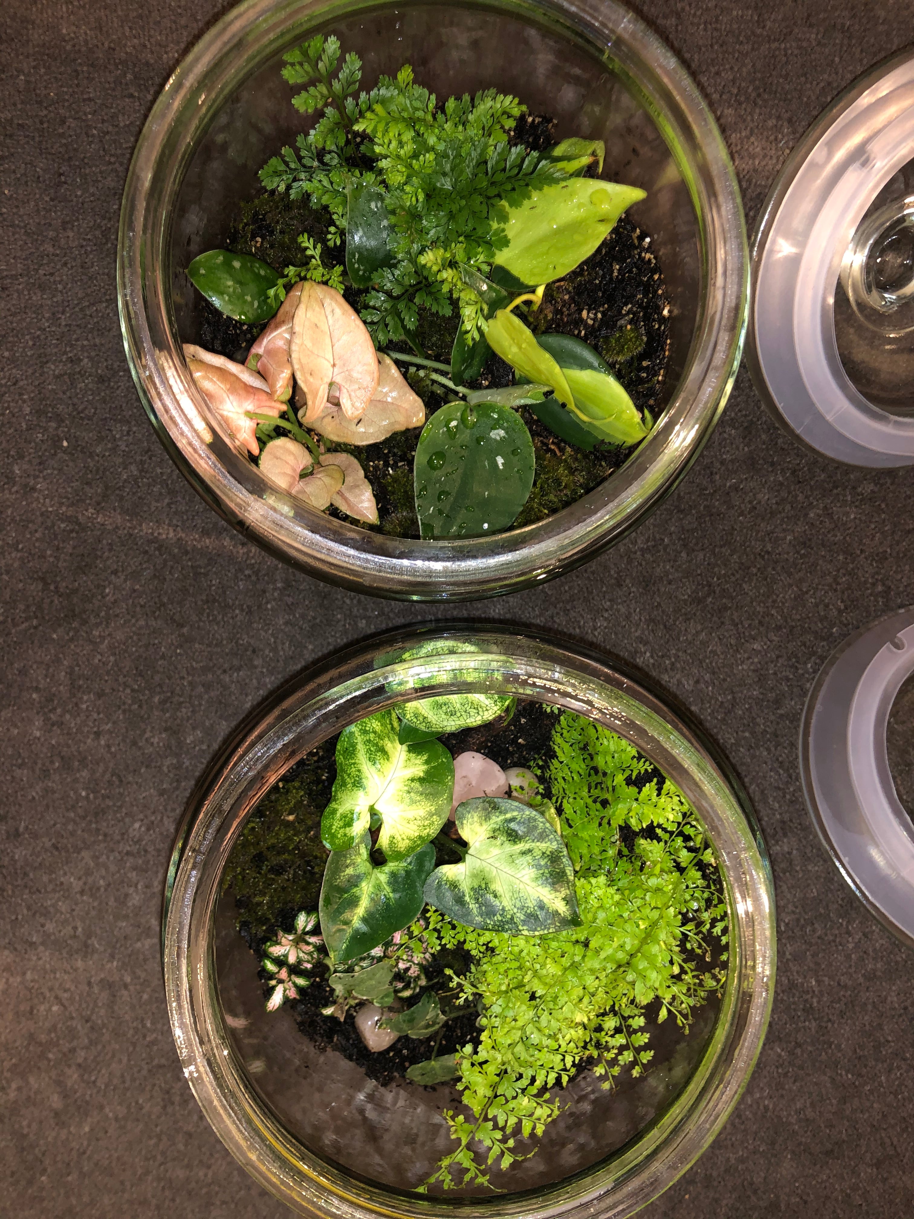 Cost-effective terrarium building in 3 simple steps | Le Botanist