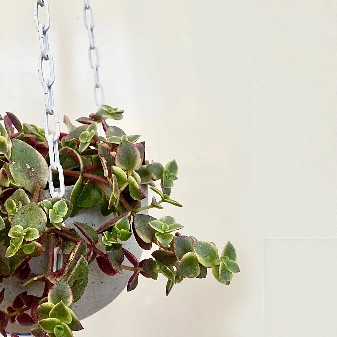 Chain Link Hanging Pot Holder | Le Botanist